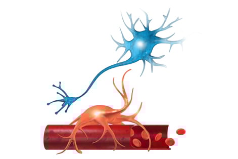 Neurovascular Coupling (NVC) | Cognitive FX